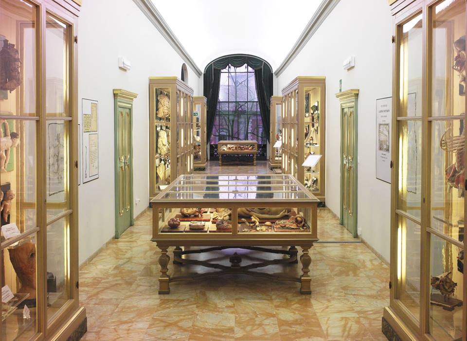 Museo delle Cere Anatomiche "Luigi Cattaneo" — Archivio Storico